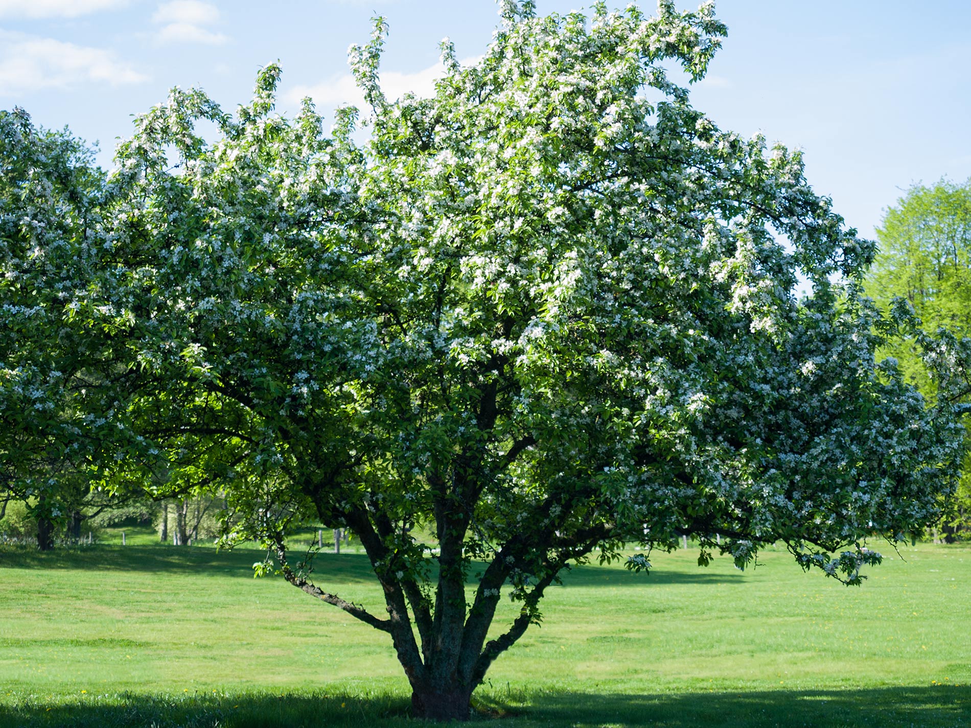 kirschbaum - Sandra Falkenstein